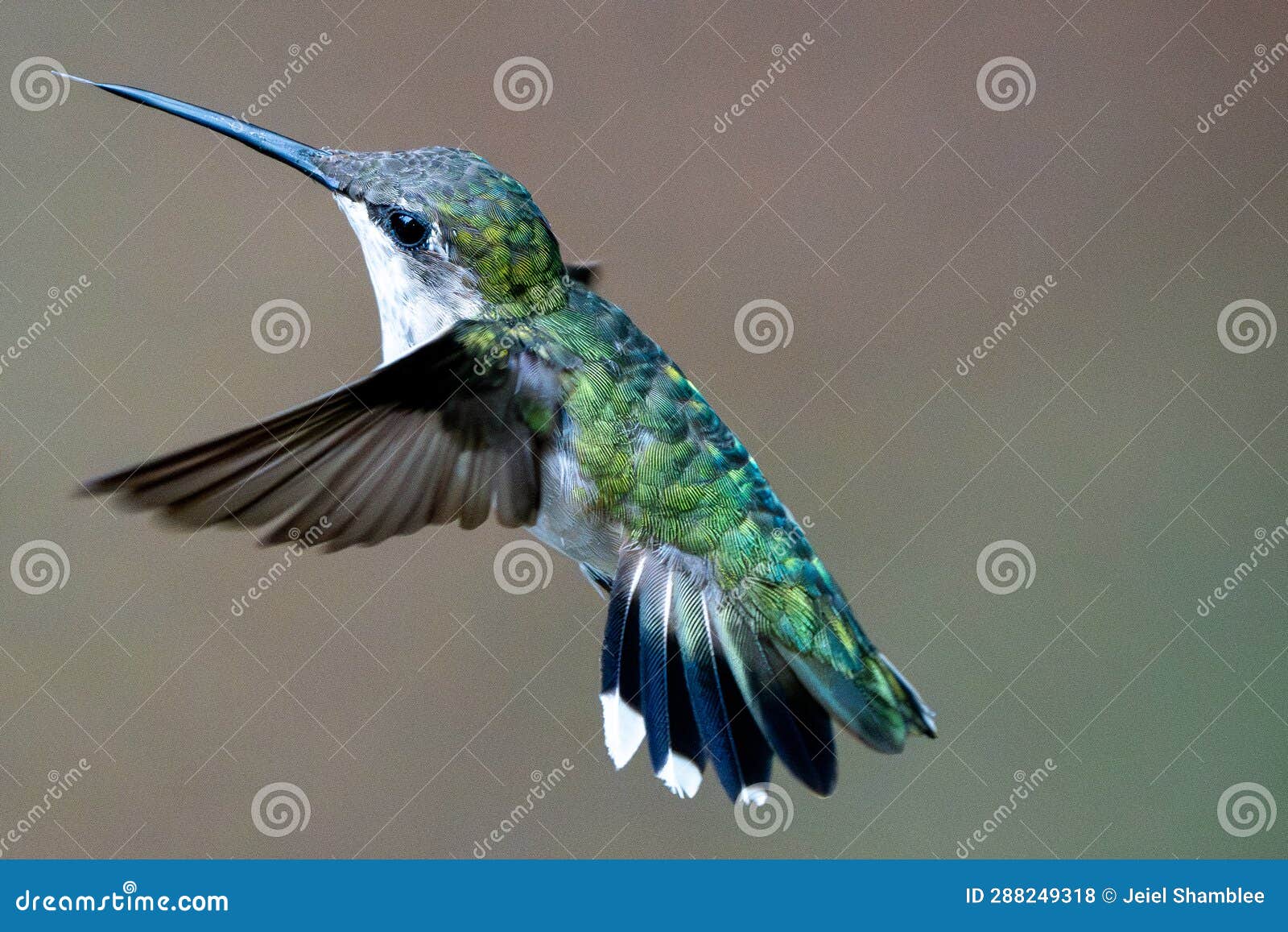 Flying Ruby Throated Hummingbird Stock Photo - Image of wing ...