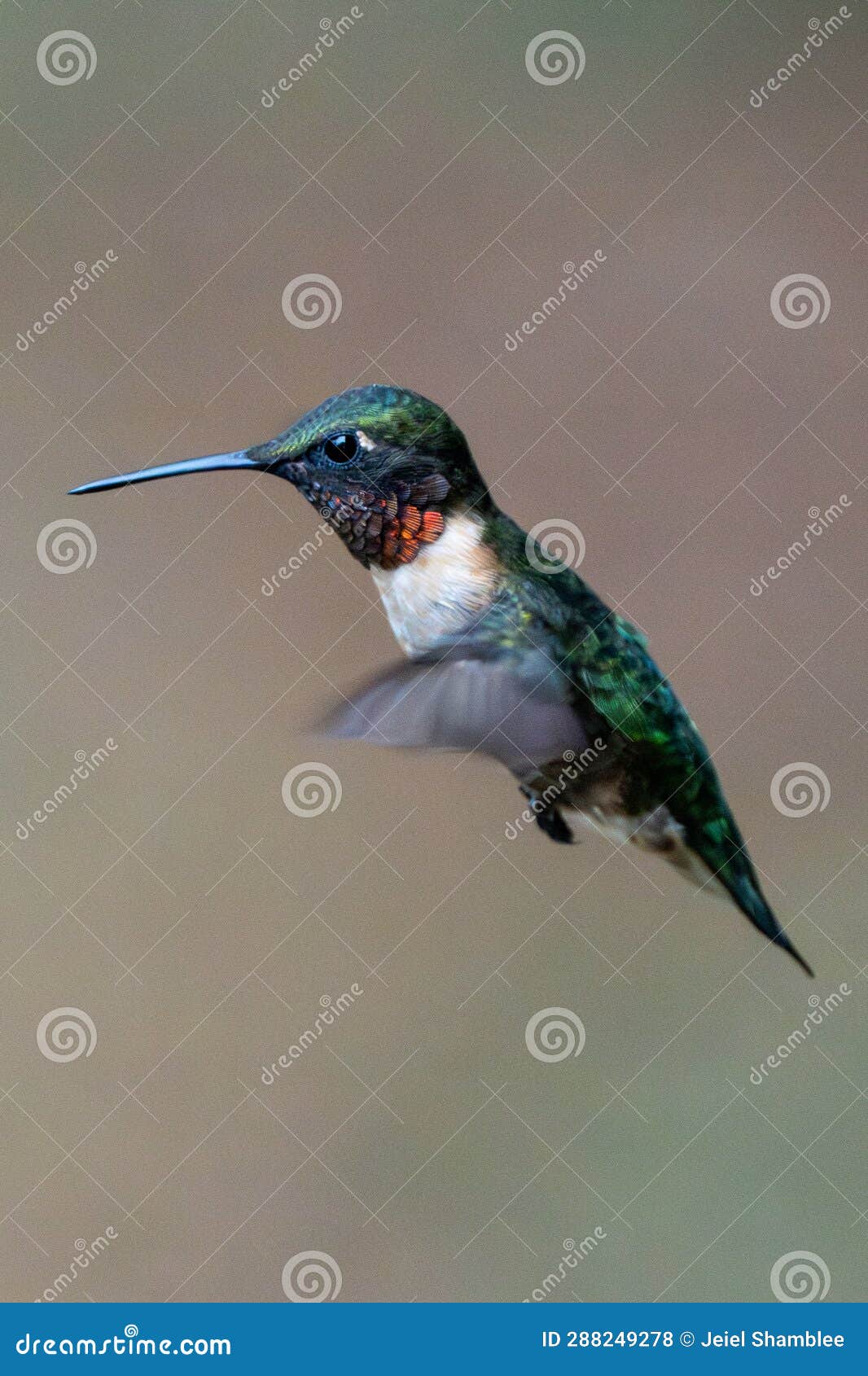 Romeo Tango 1 stock photo. Image of bird, green, detail - 288249278