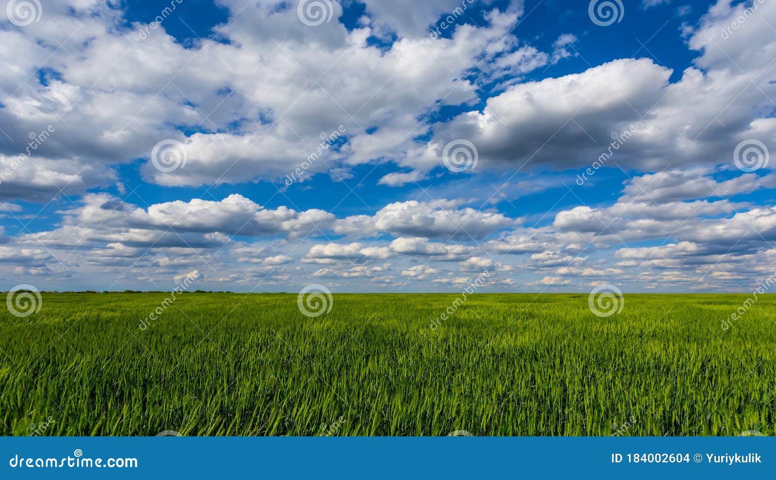 Rural Field Under a Blue Sky with Cumulus Clouds Stock Photo - Image of ...