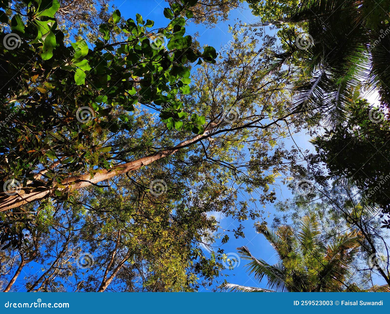 Green Rural Forest Environment. Lots of Trees and Cool Atmosphere Stock ...