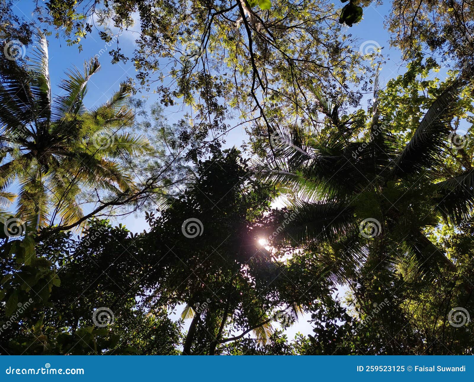 Green Rural Forest Environment. Lots of Trees and Cool Atmosphere Stock ...