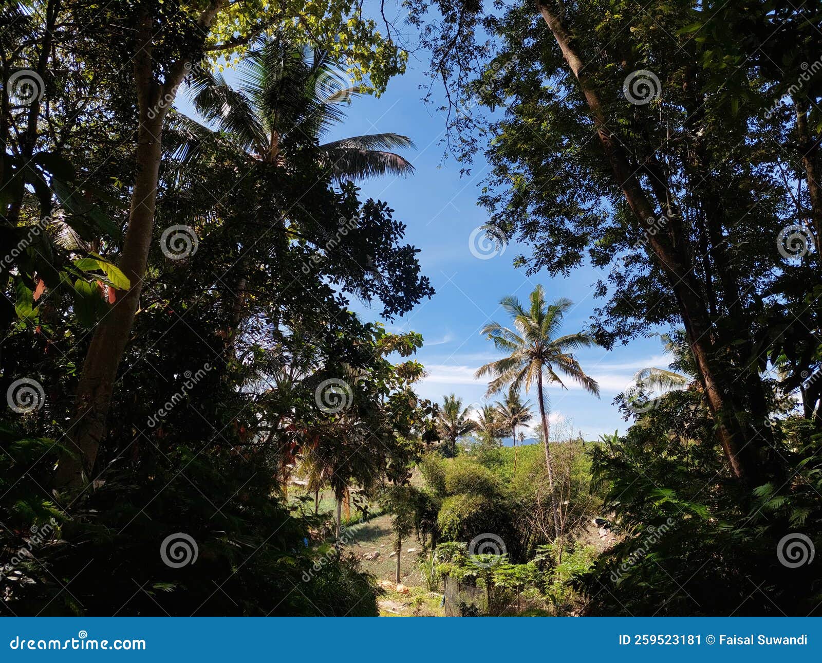 Green Rural Forest Environment. Lots of Trees and Cool Atmosphere Stock ...