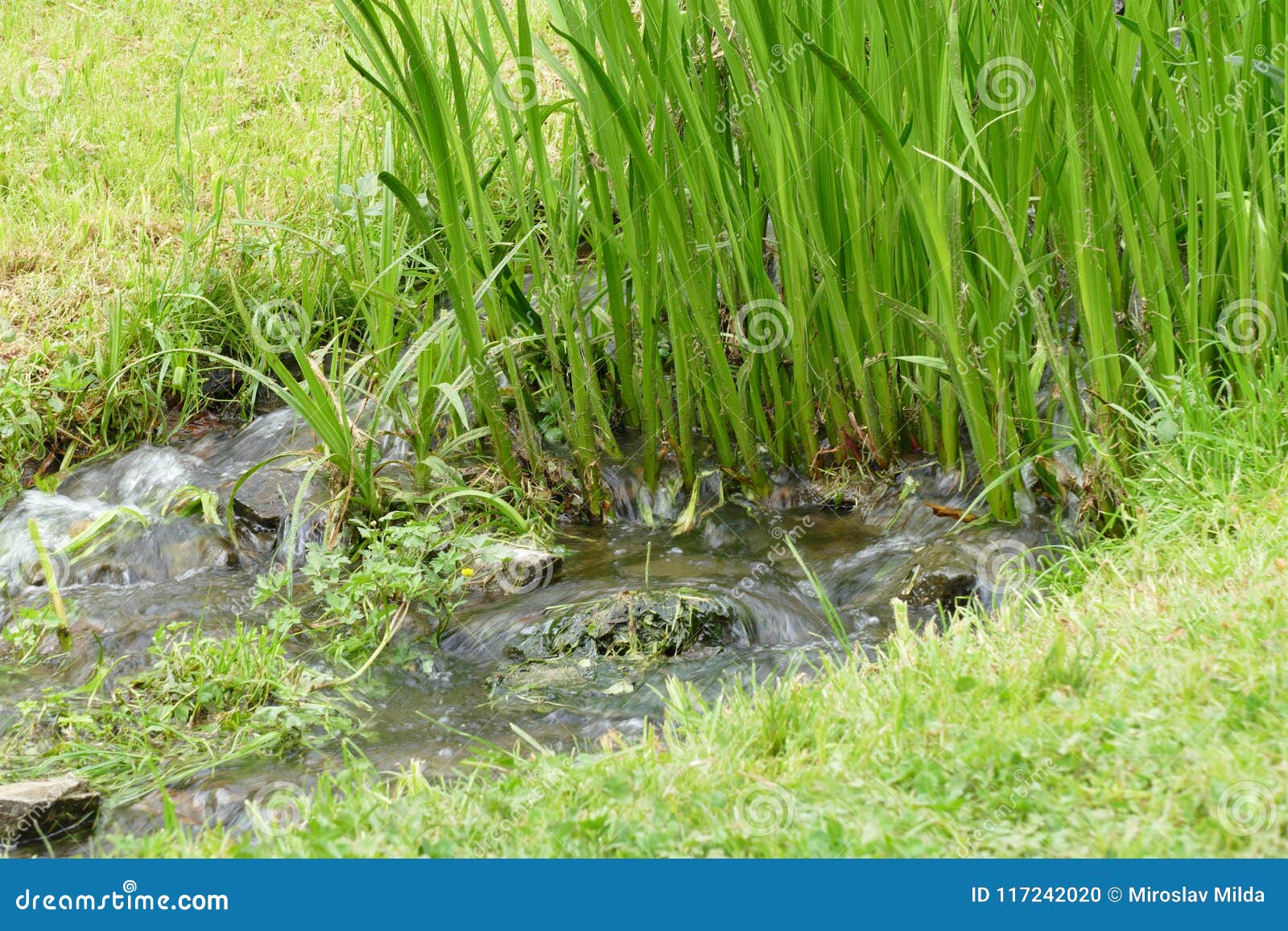 Green rush stock photo. Image of field, outside, plain - 117242020
