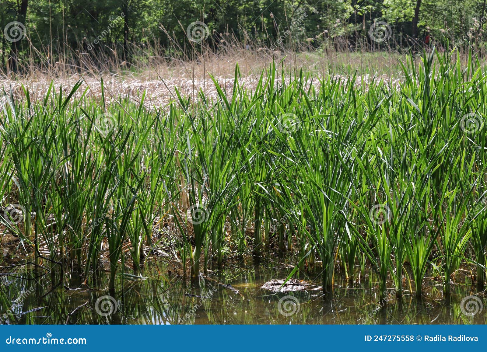 Green rush in the spring stock photo. Image of nature - 247275558