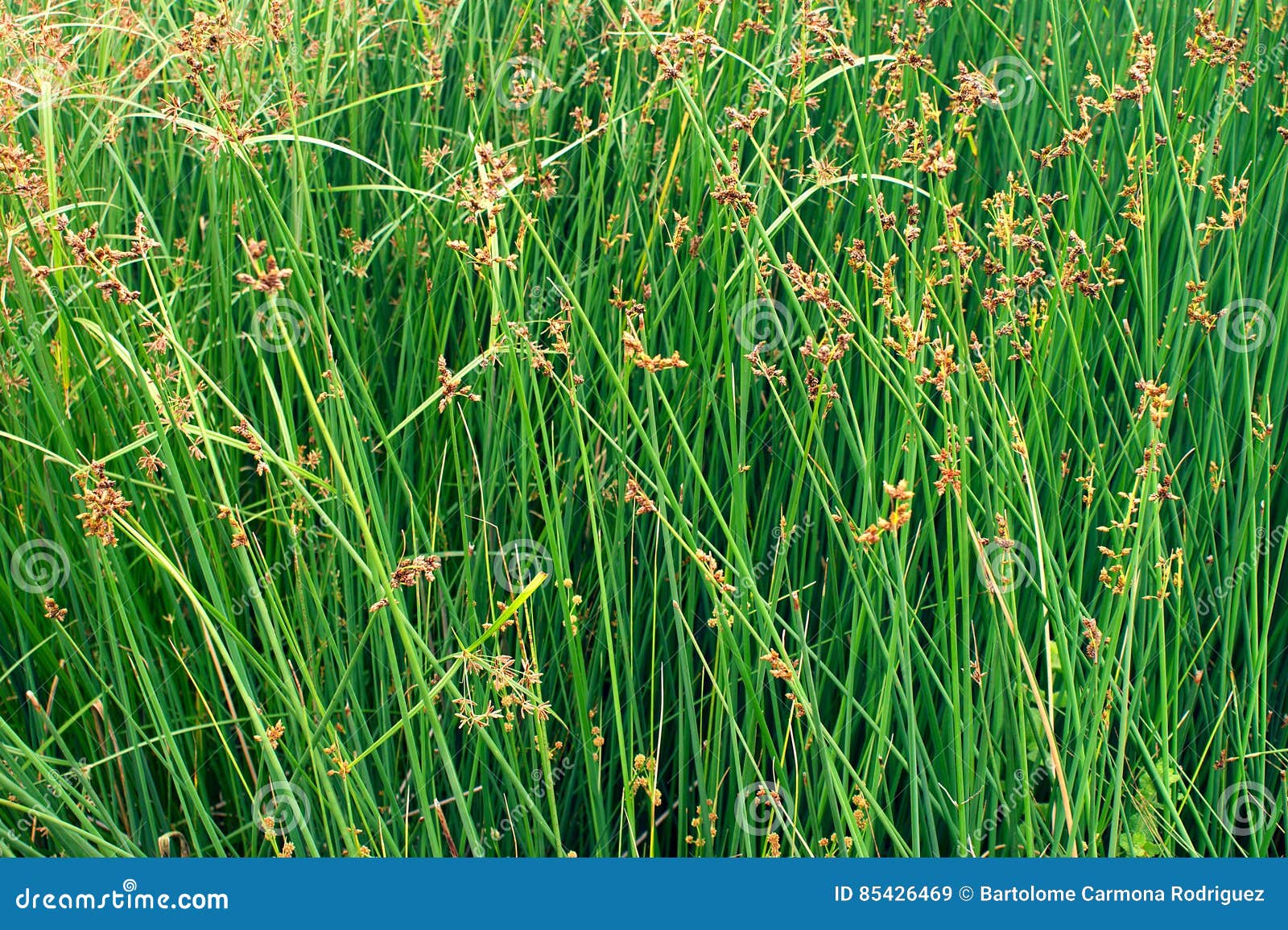 Green Rushes of the Bank of a Creek Stock Image - Image of spring ...
