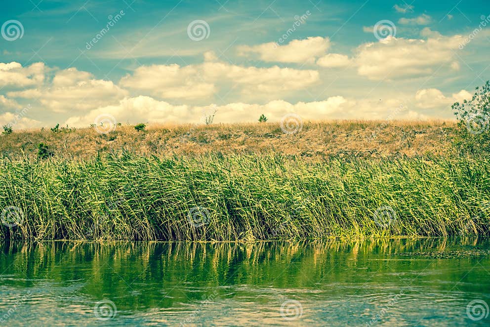Green Rushes by a Riverside Stock Image - Image of colorful, beautiful ...
