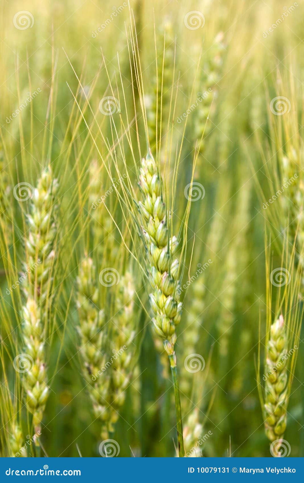 Green rye stock image. Image of rural, farm, plant, wheat - 10079131