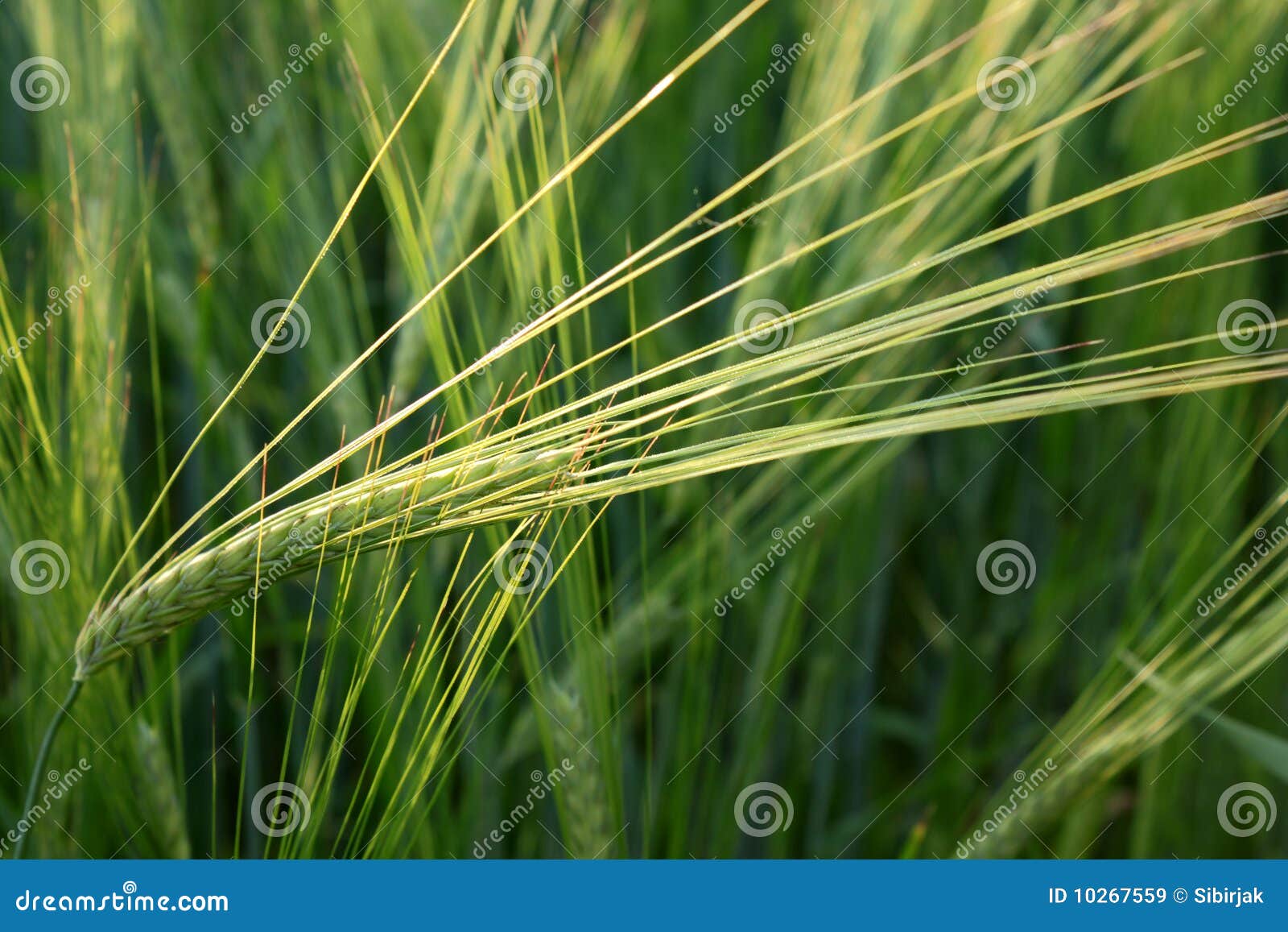 Green rye. stock image. Image of harvest, organic, scene - 10267559