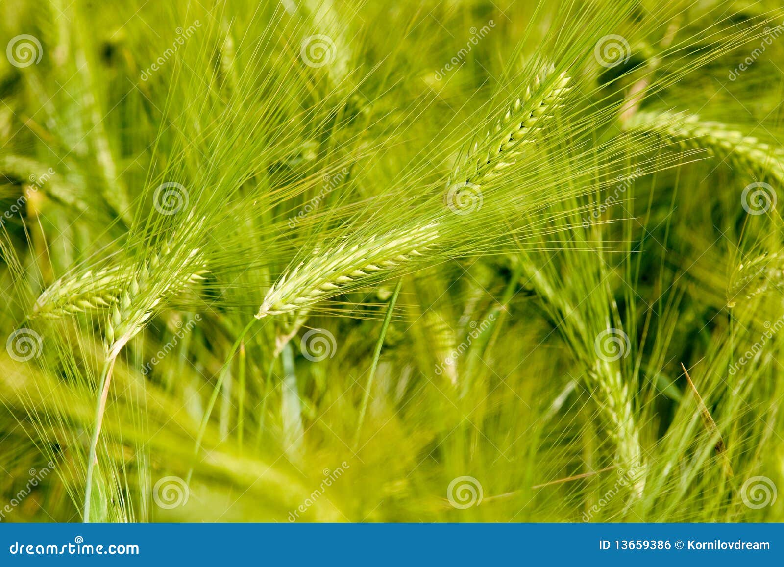 Green rye stock photo. Image of country, produce, background - 13659386