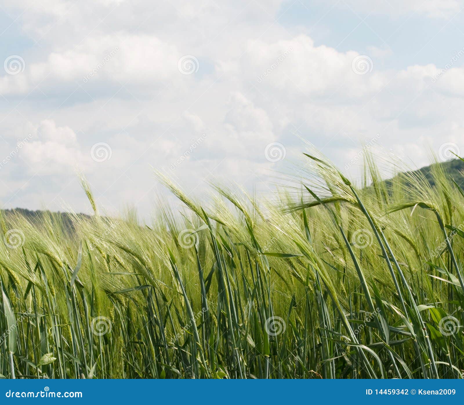 Green rye stock photo. Image of food, natura, spring - 14459342