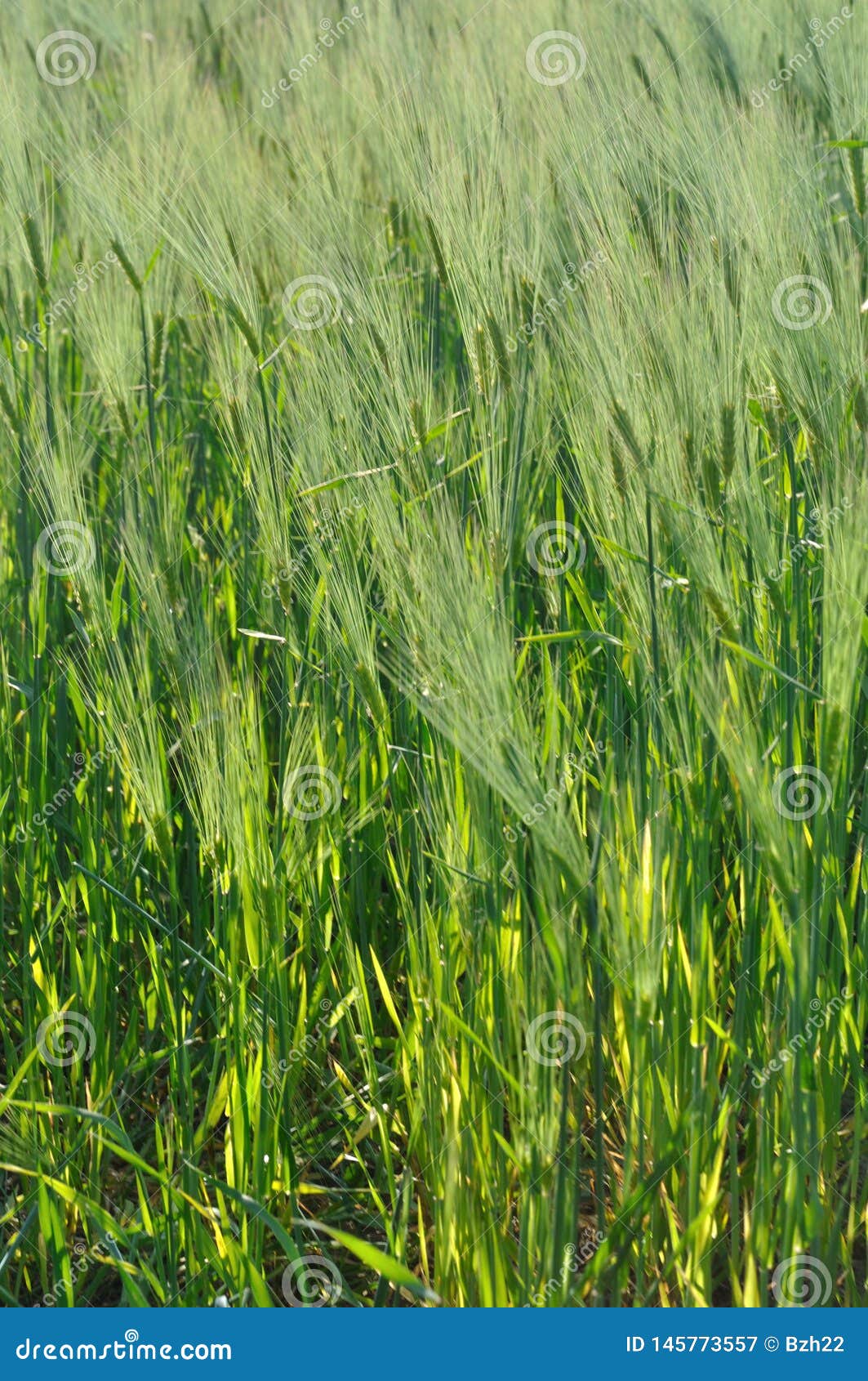 Green rye stock image. Image of food, green, agriculture - 145773557
