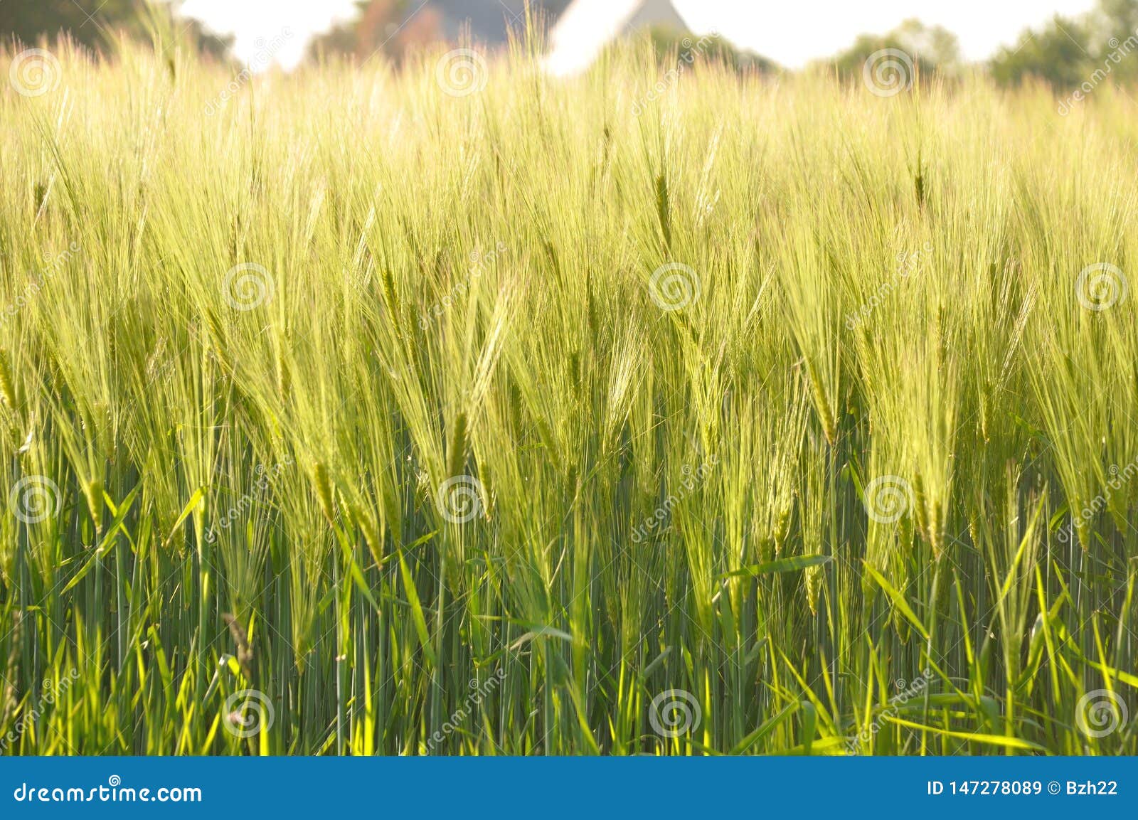 Green rye stock image. Image of spring, rural, harvest - 147278089