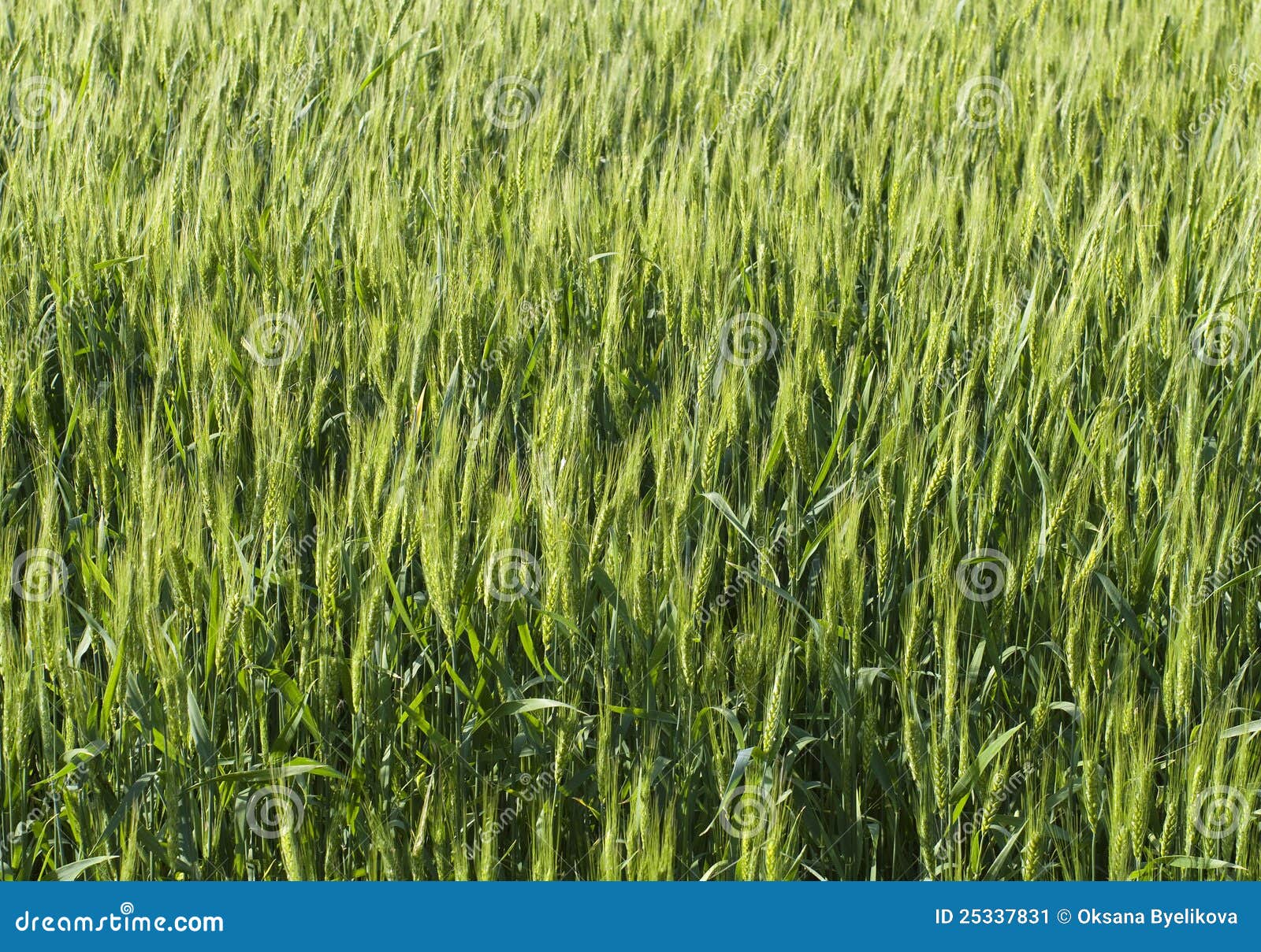 A green rye stock image. Image of farm, cereal, bread - 25337831