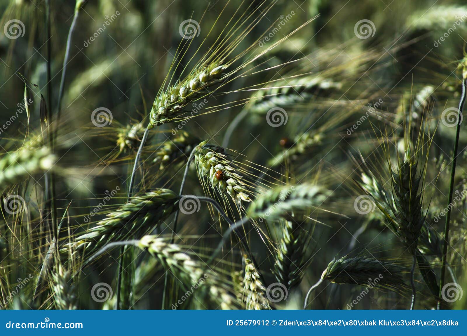 Green rye stock photo. Image of growth, farm, grass, bread - 25679912