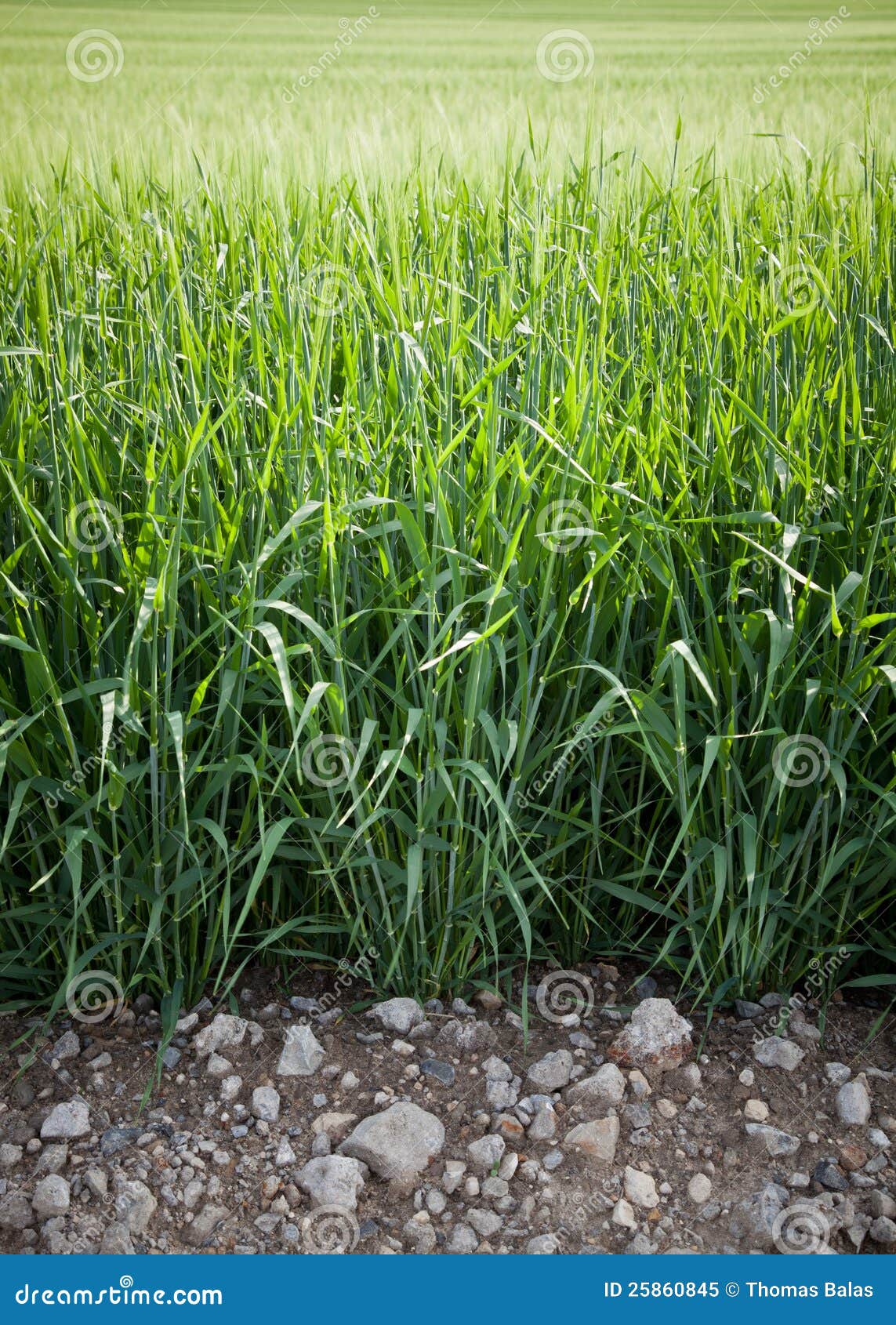 Green rye stock image. Image of seed, plant, scene, agriculture - 25860845