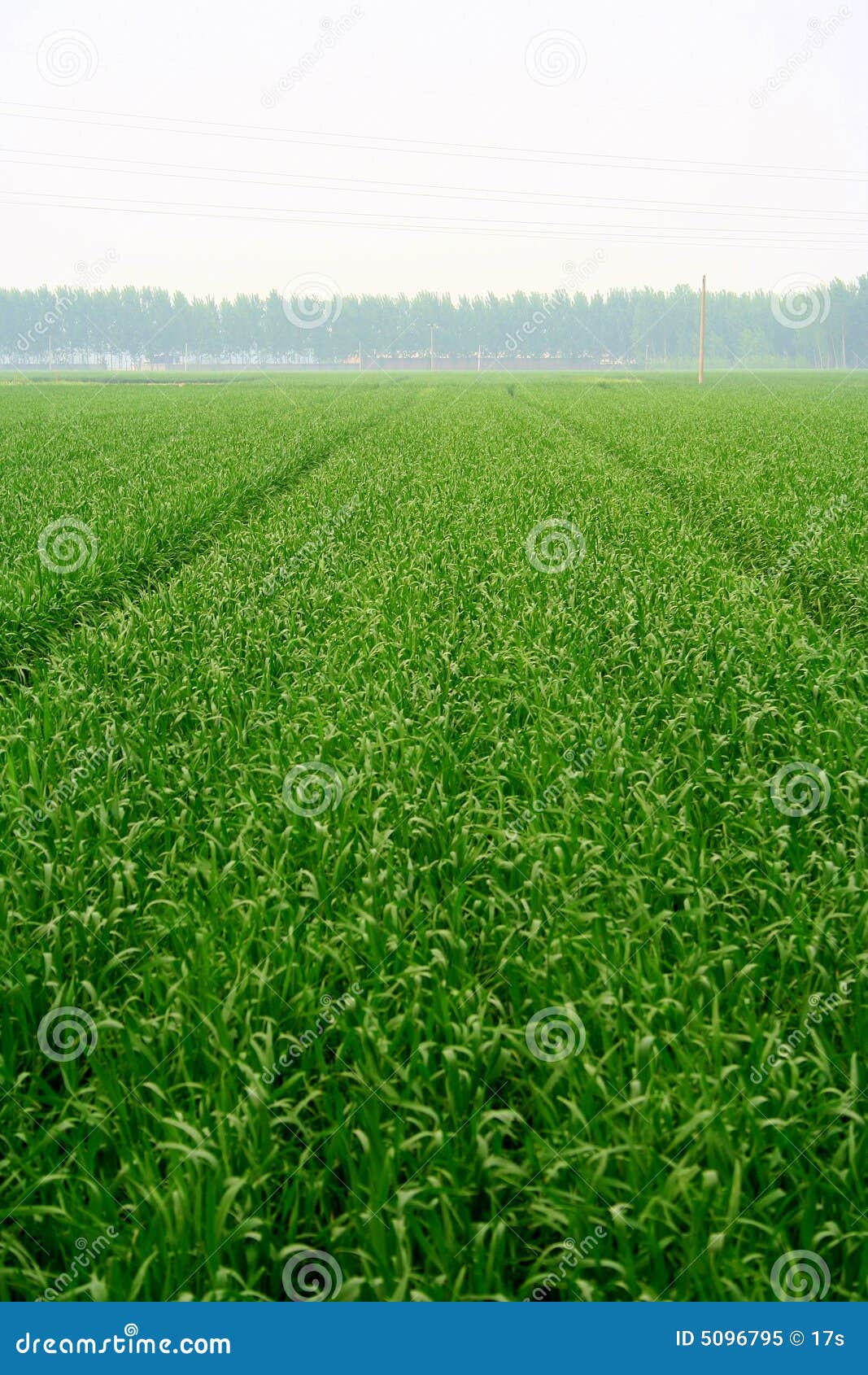 Green rye background stock image. Image of background - 5096795