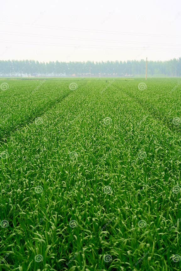 Green rye background stock image. Image of background - 5096795