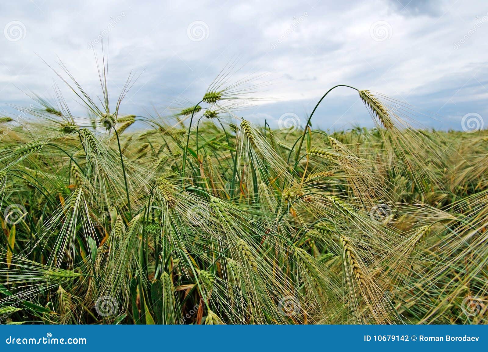 Green rye on the field. stock photo. Image of countryside - 10679142