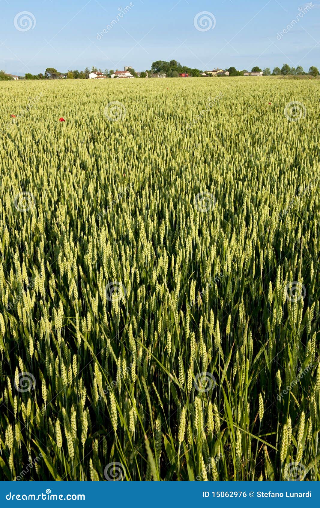 Green rye field stock photo. Image of season, ripe, sunlight - 15062976