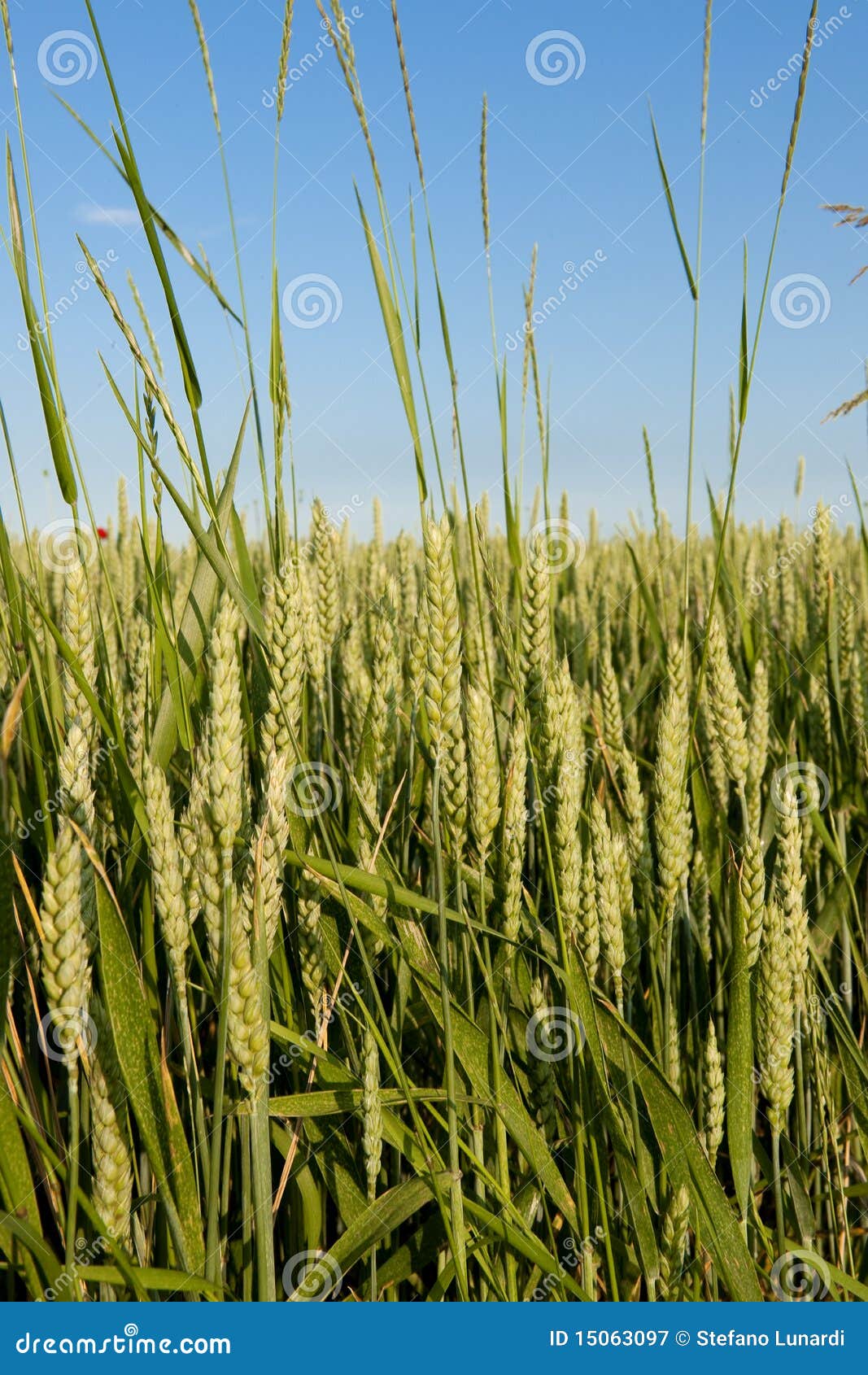 Green rye field stock image. Image of field, nature, cultivated - 15063097