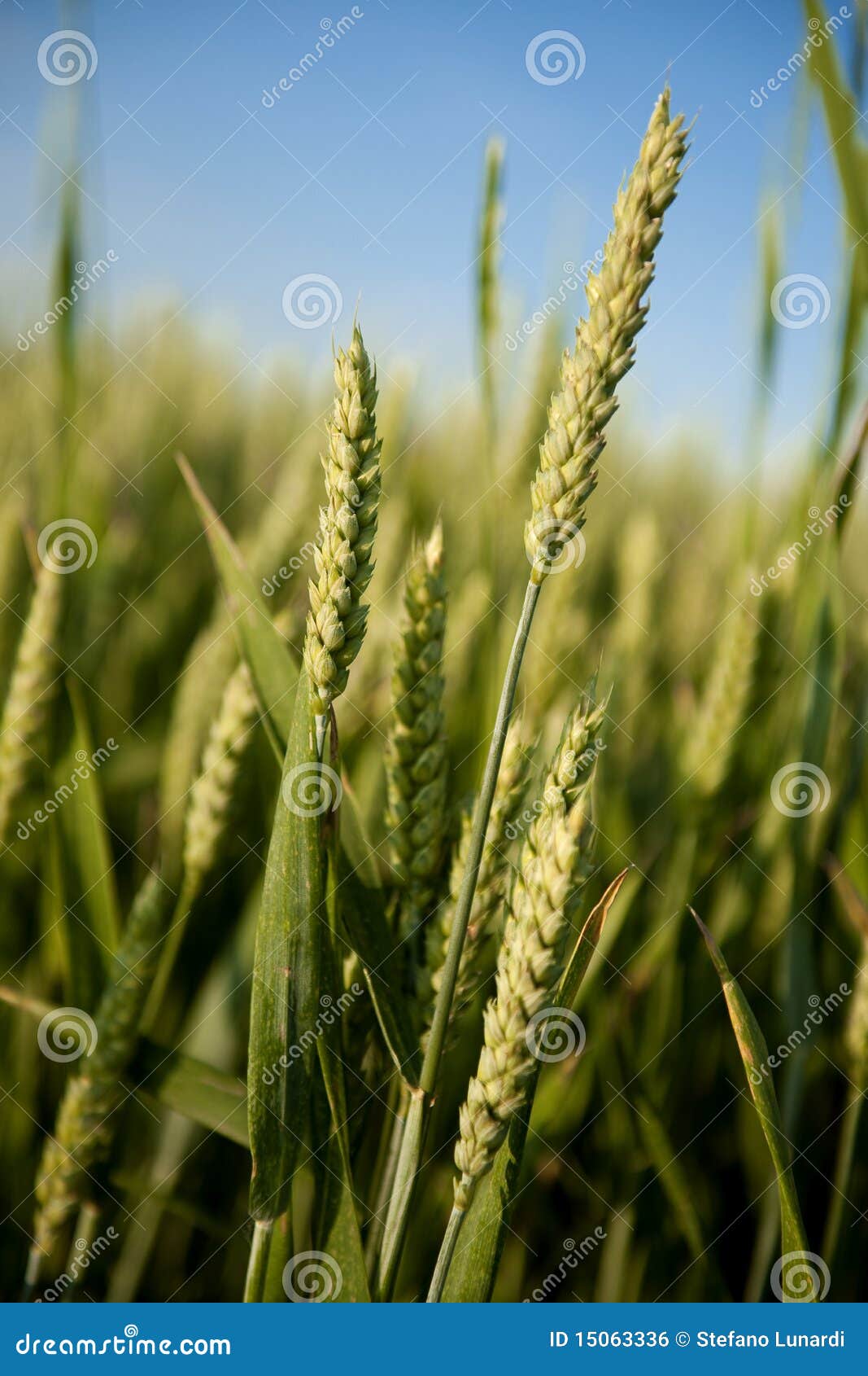 Green rye field stock photo. Image of landscaped, ripe - 15063336