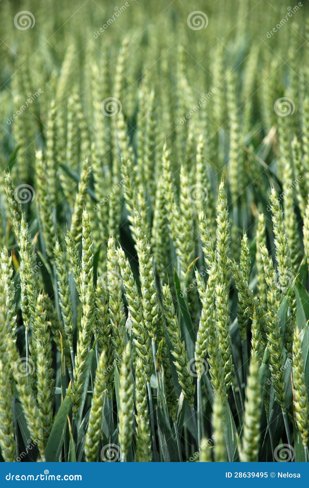 Green rye field stock image. Image of field, grain, farmer - 28639495