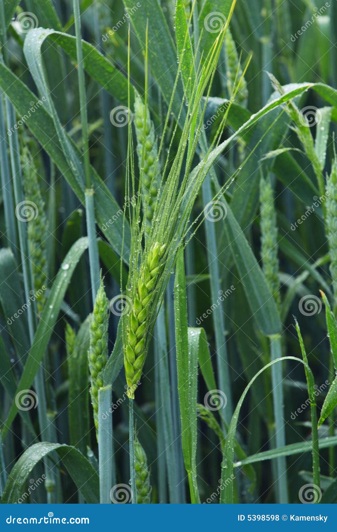 Green rye field stock photo. Image of closeup, sprouting - 5398598