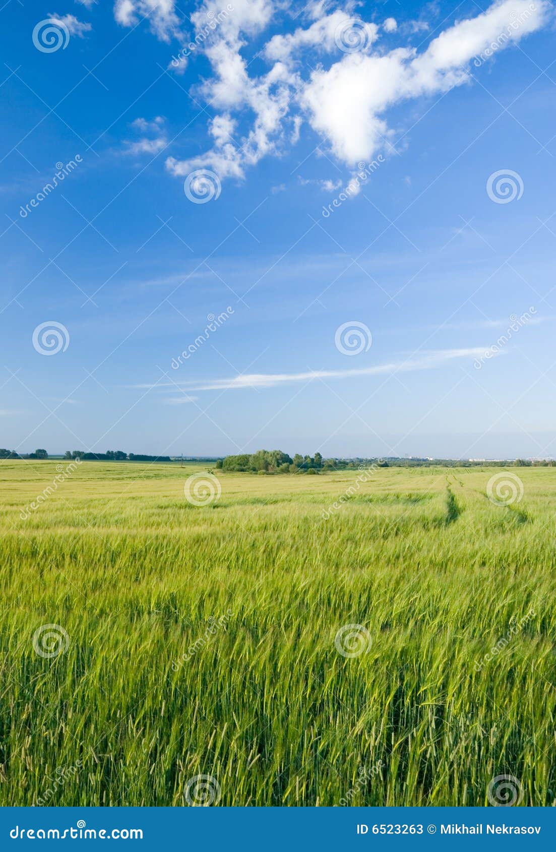Green rye field stock image. Image of barley, landscape - 6523263