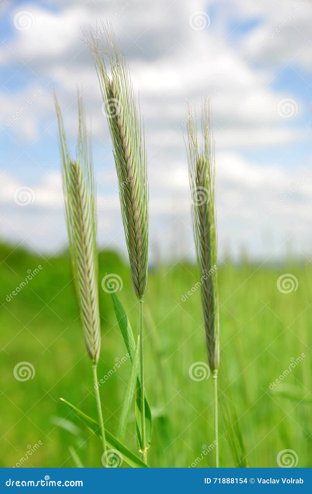 Green rye field stock photo. Image of plant, kernel, healthy - 71888154