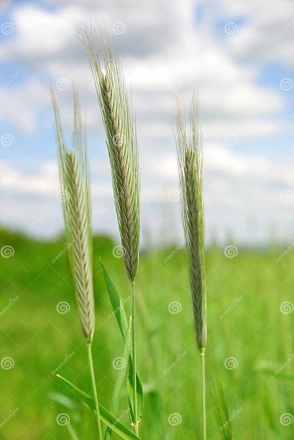 Green rye field stock photo. Image of plant, kernel, healthy - 71888154