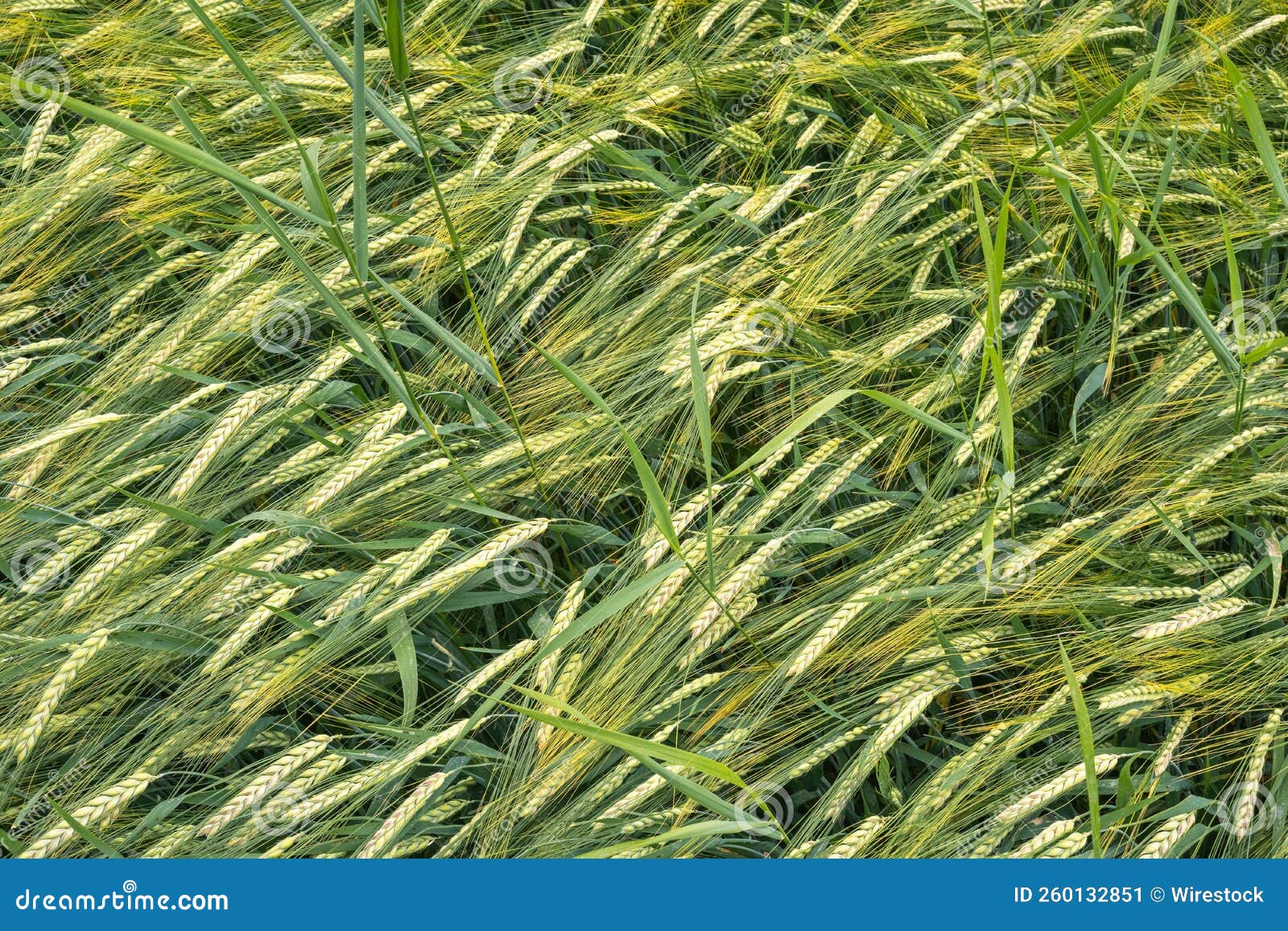 Green Rye Field in the Countryside Stock Image - Image of nature ...