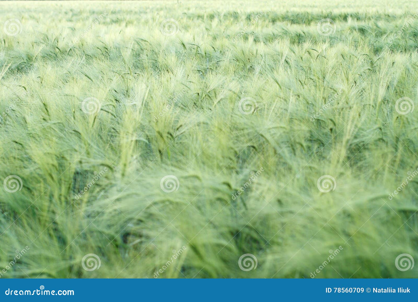 Green rye field stock image. Image of margin, break, decline - 78560709