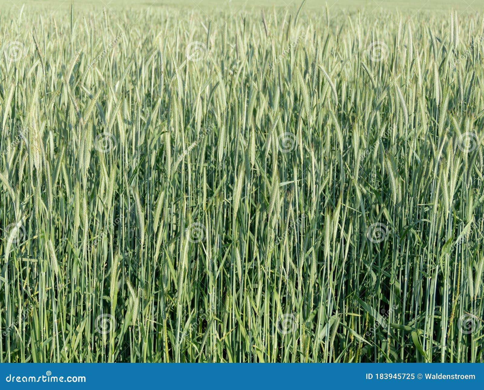 Green rye field full frame stock image. Image of land - 183945725