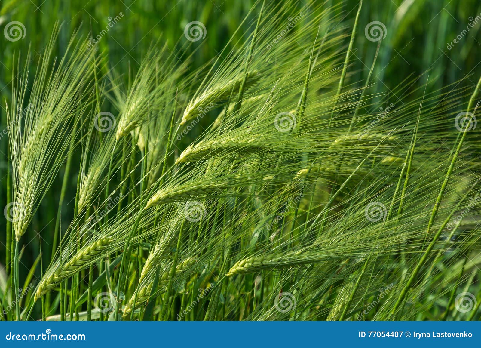 Green rye. stock image. Image of close, spring, flora - 77054407
