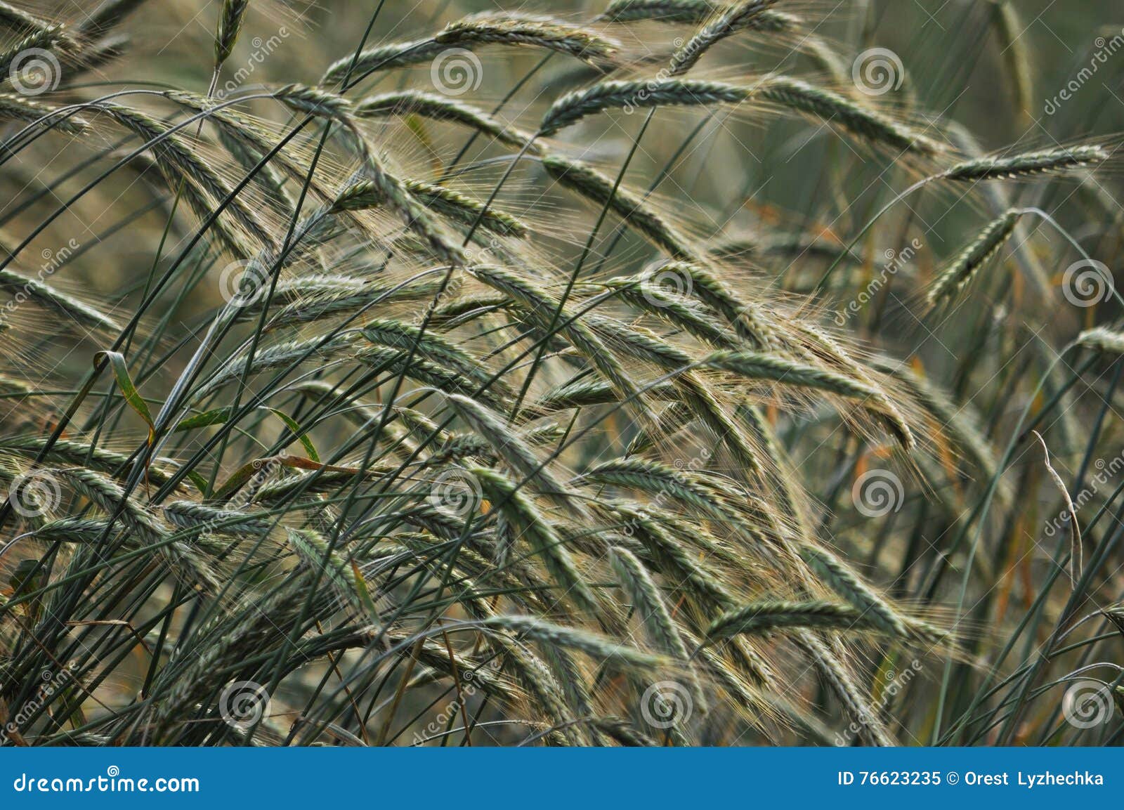 Green rye in the field_3 stock image. Image of yield - 76623235
