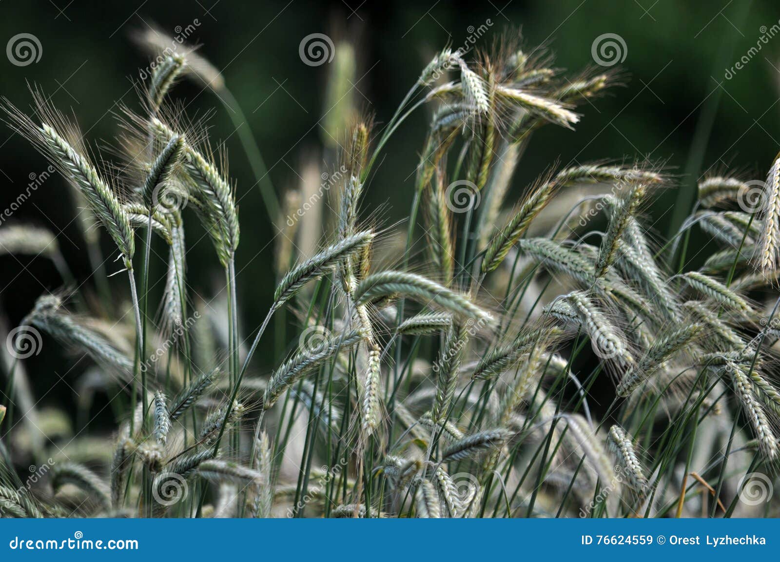 Green rye in the field_10 stock image. Image of bluegrass - 76624559