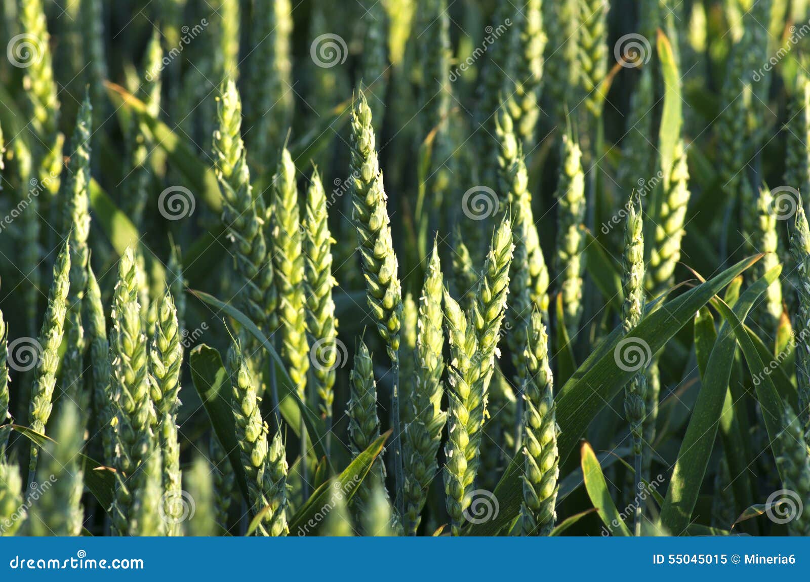 Green rye field stock image. Image of landscape, agriculture - 55045015