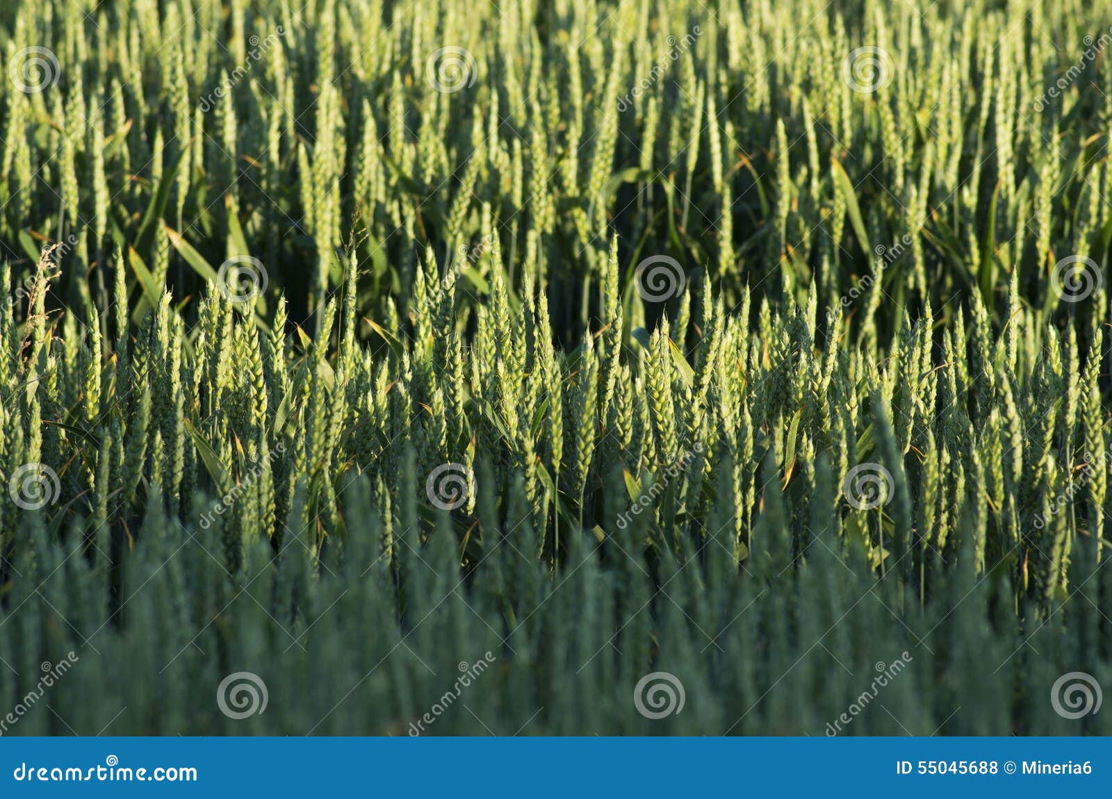 Green rye field stock photo. Image of details, flowering - 55045688