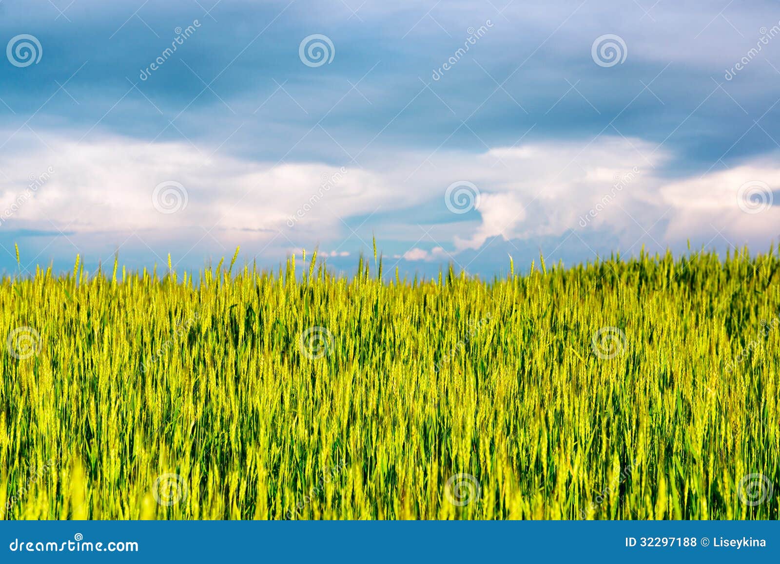 Green rye fields stock photo. Image of land, straw, landscape - 32297188