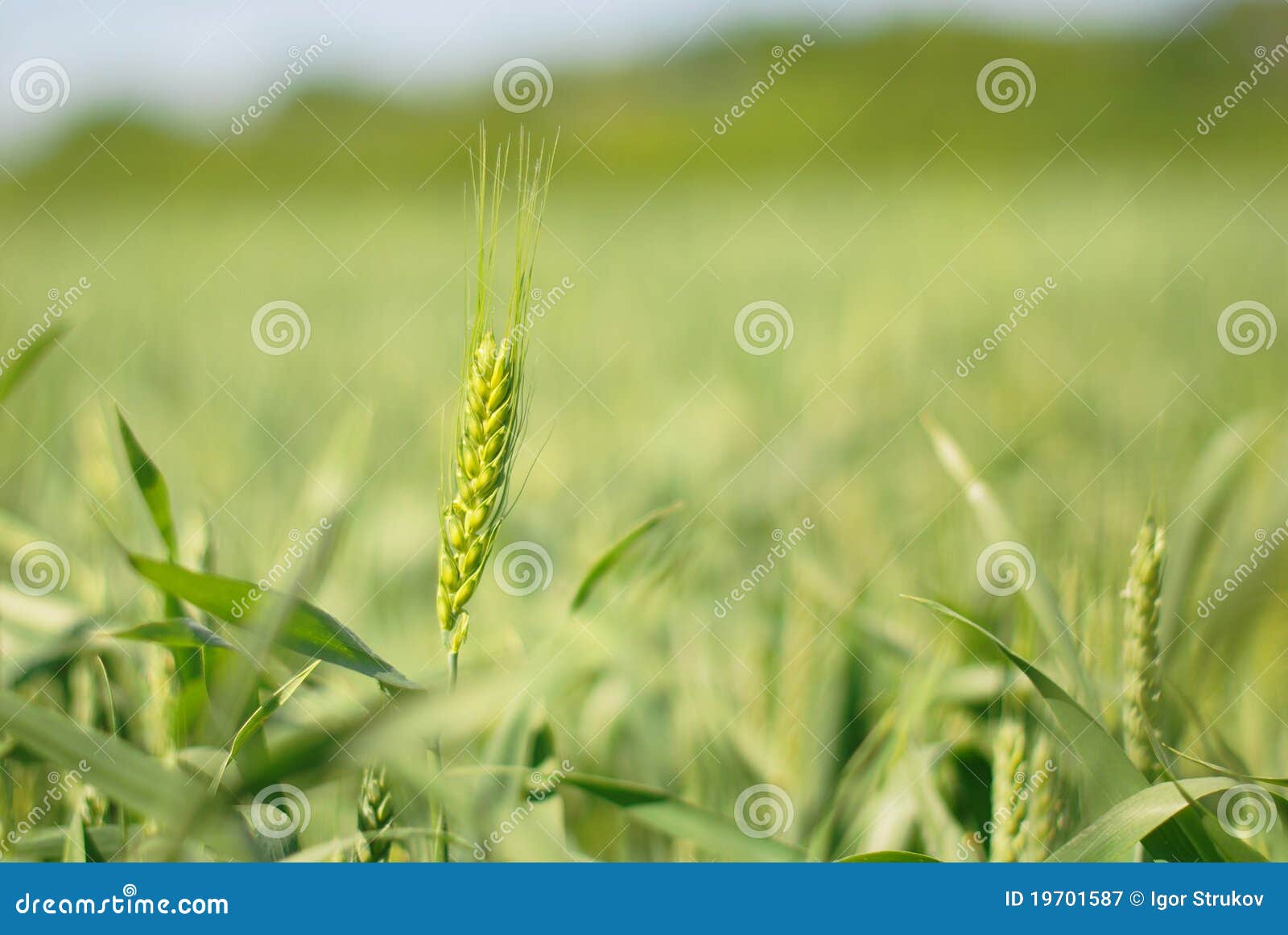 Green rye grain in field stock image. Image of straw - 19701587