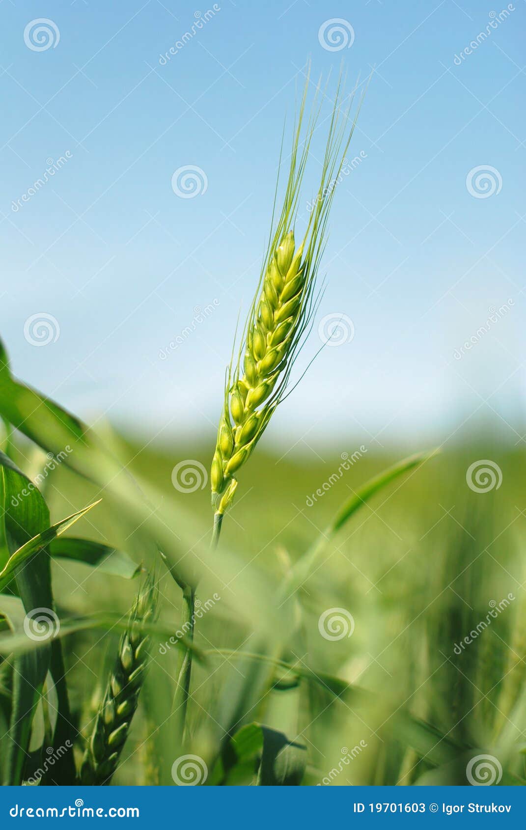 Green rye grain in field stock image. Image of ears, agricultural ...