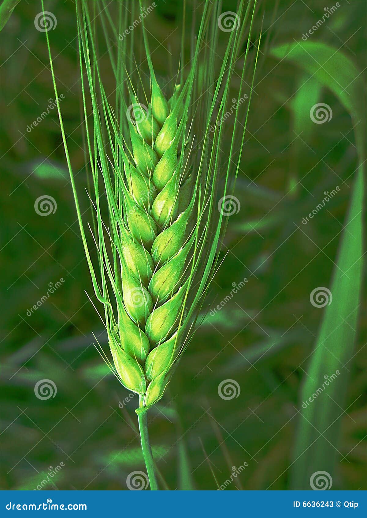 Green rye grain in field stock image. Image of harvest - 6636243