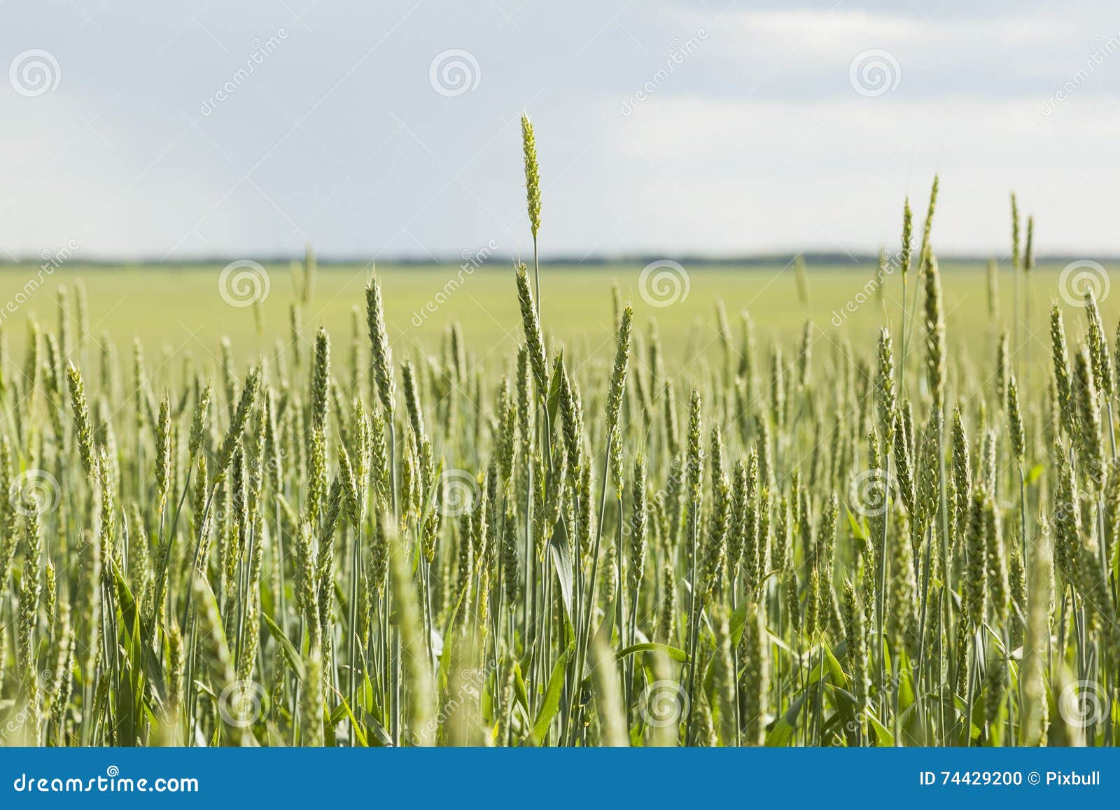 Green rye stock photo. Image of grain, green, farming - 74429200