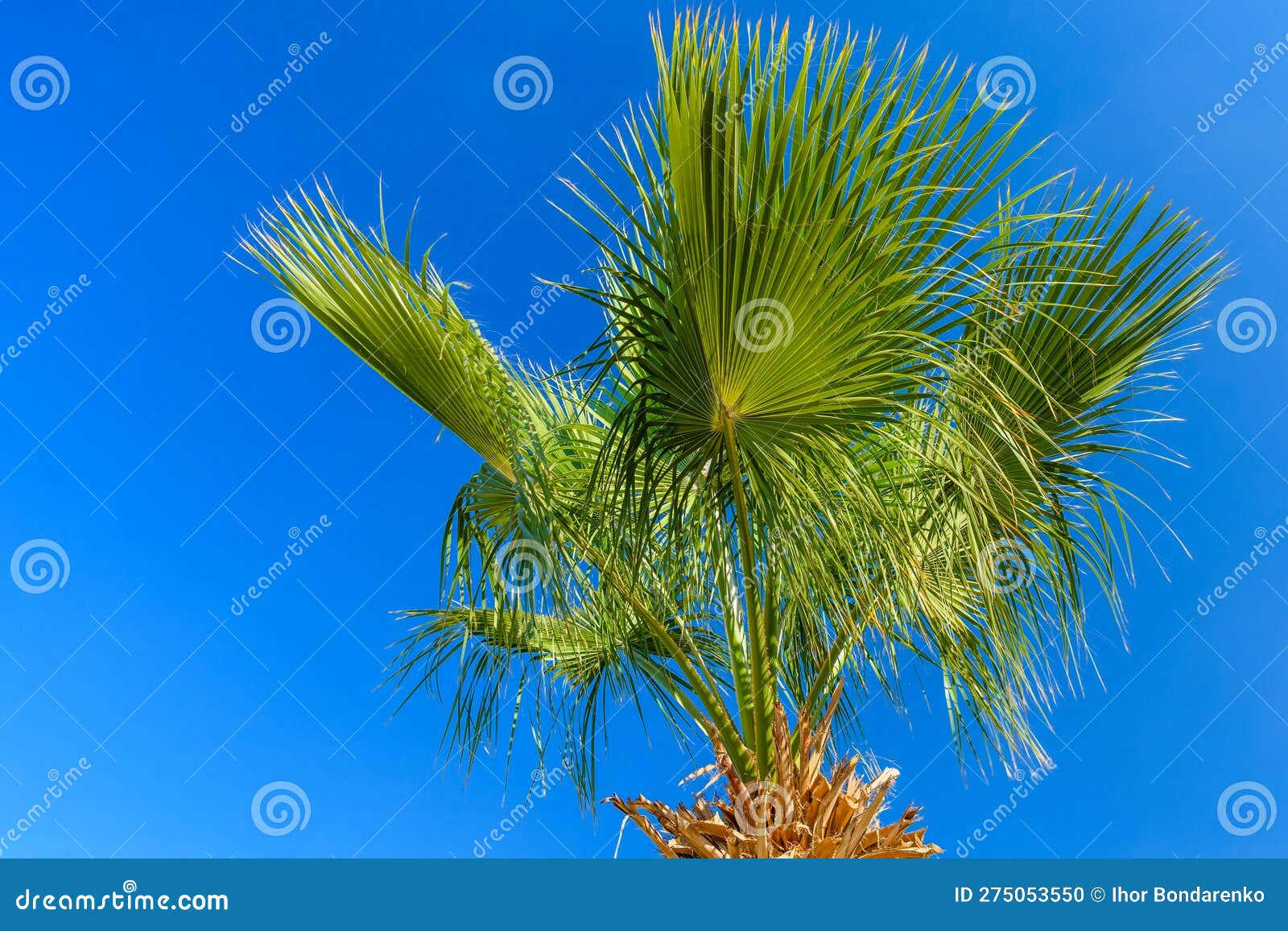 Green Sabal Palm Tree On Beach Of The Red Sea Royalty-Free Stock ...