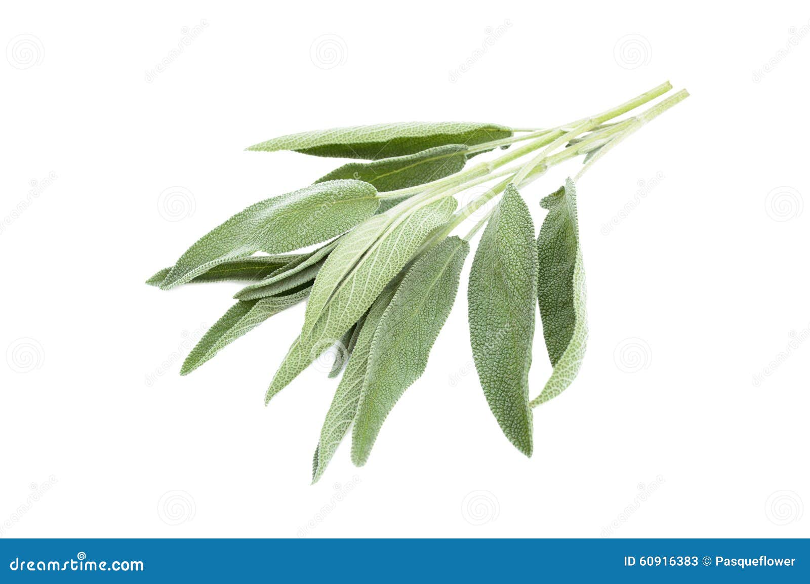 Green sage branch stock image. Image of sage, plant, healthy - 60916383