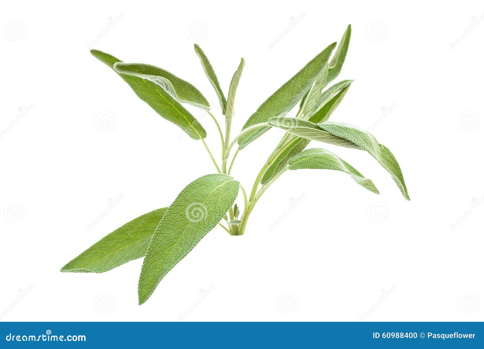 Green sage branch stock photo. Image of healthy, food - 60988400