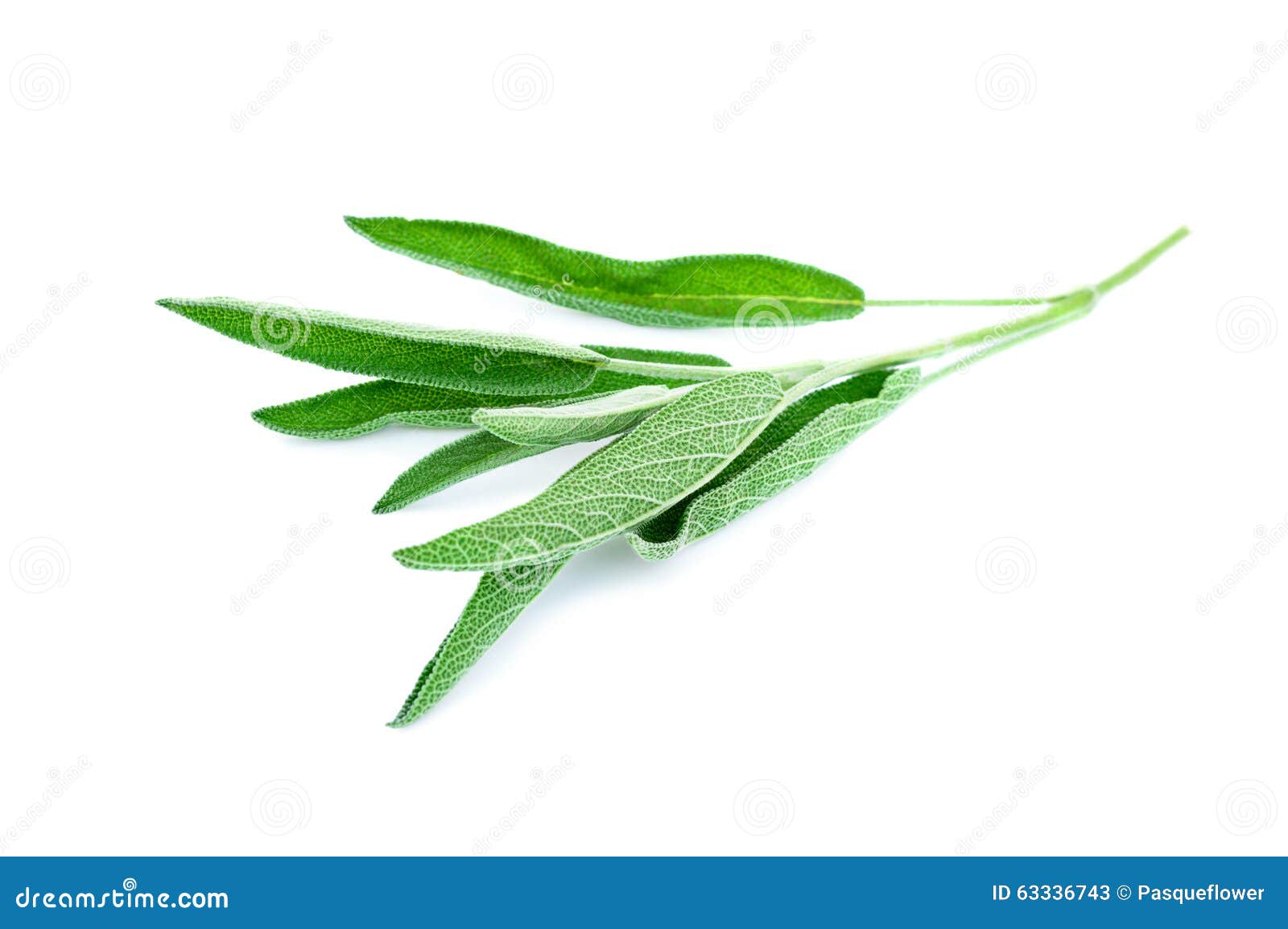 Green Sage Branch Isolated on White Stock Image - Image of leaf ...