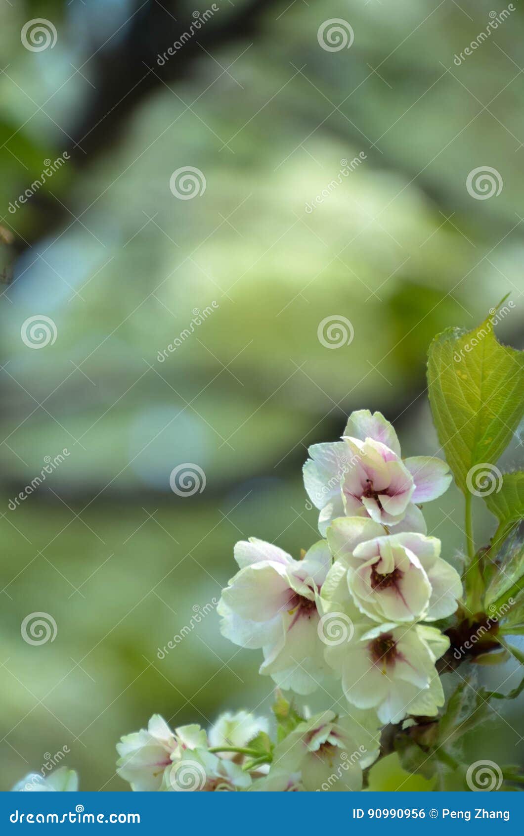 Sakura Light Up Near Lake In Front In Tenmon-Kyo Fugan Unga Kansui Park ...