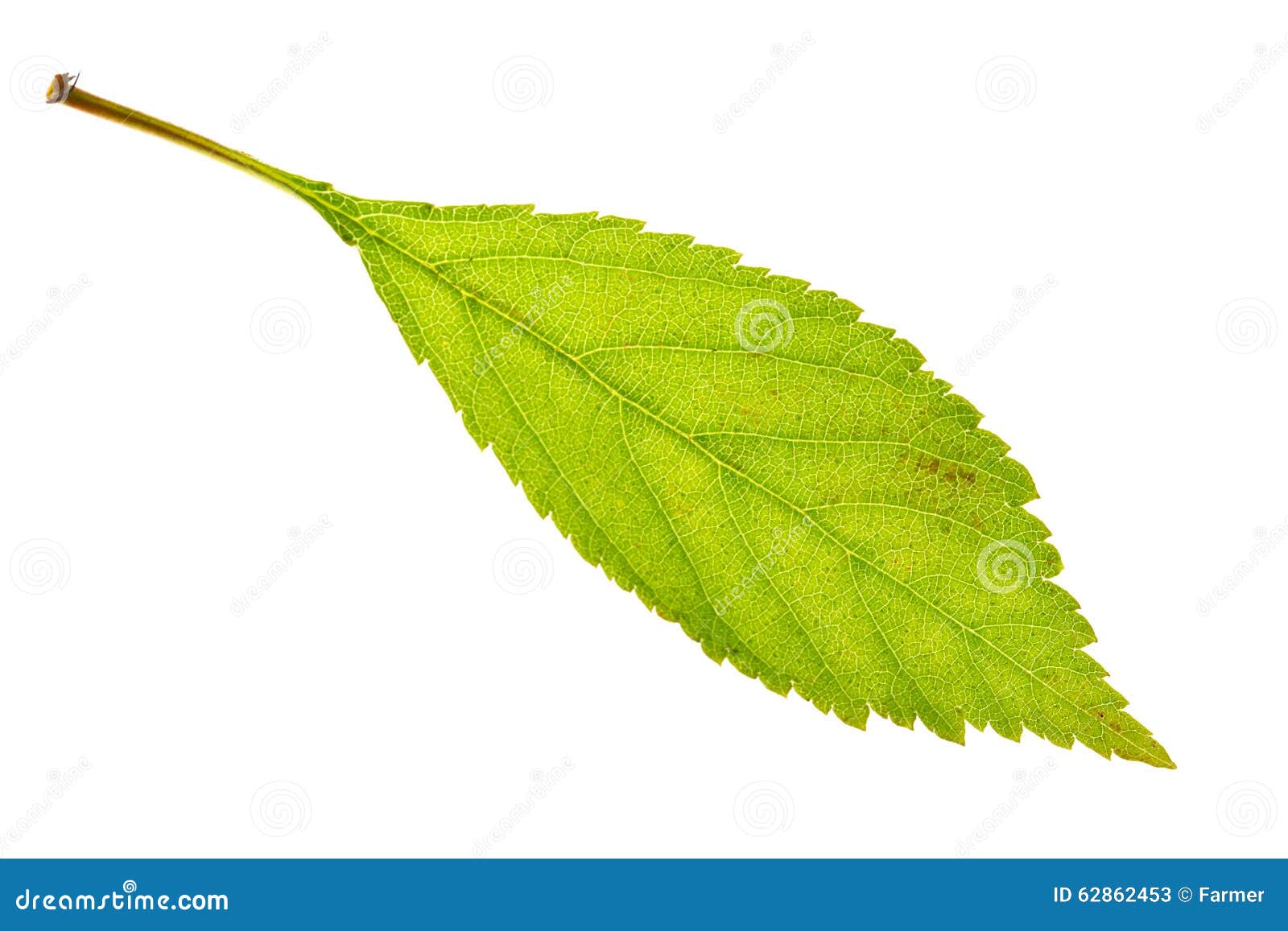 Green sakura leaf stock image. Image of aroma, herbarium - 62862453