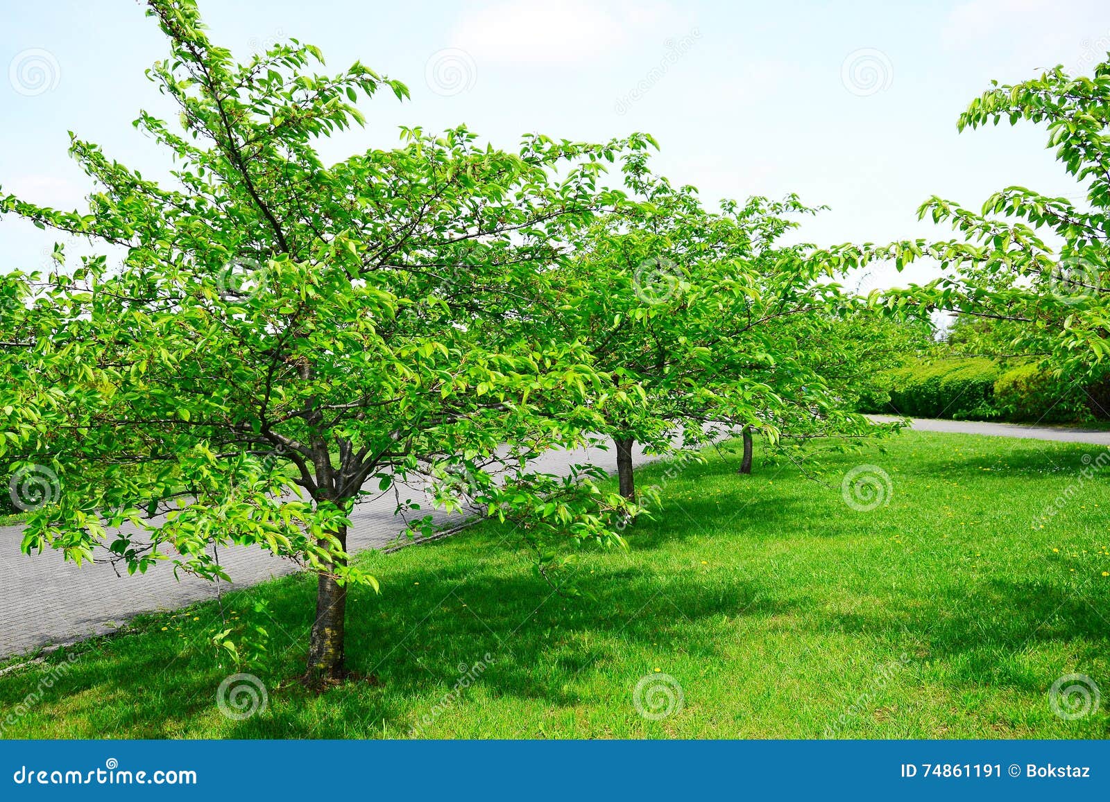 Green Sakura Trees after Spring Blossom in Vilnius Stock Image - Image ...